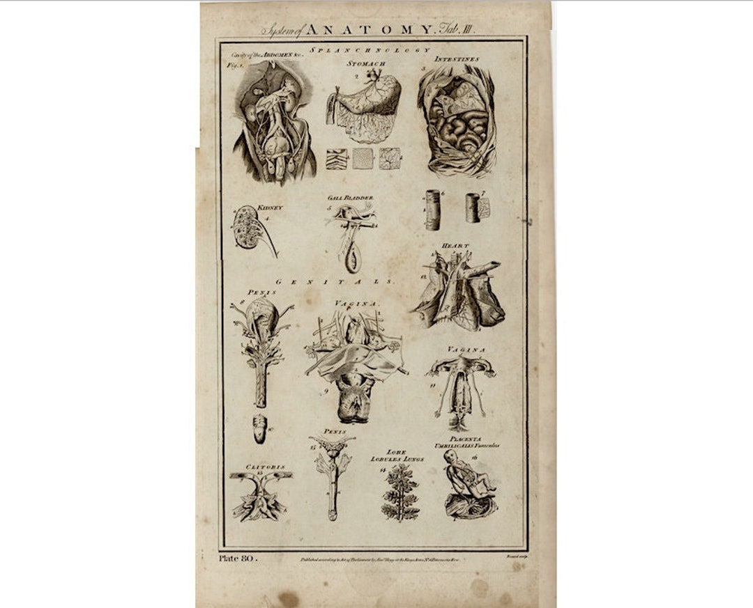 LARGE! C. 1790 HUMAN ANATOMY Engraving • Original Antique Print ...