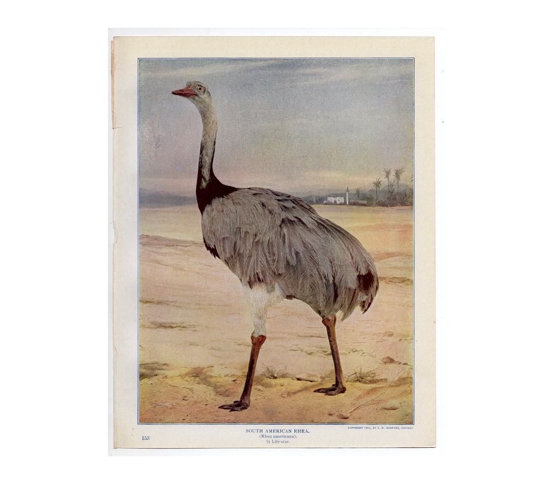 C. 1914 SOUTH AMERICAN RHEA Lithograph • Original Antique Print ...