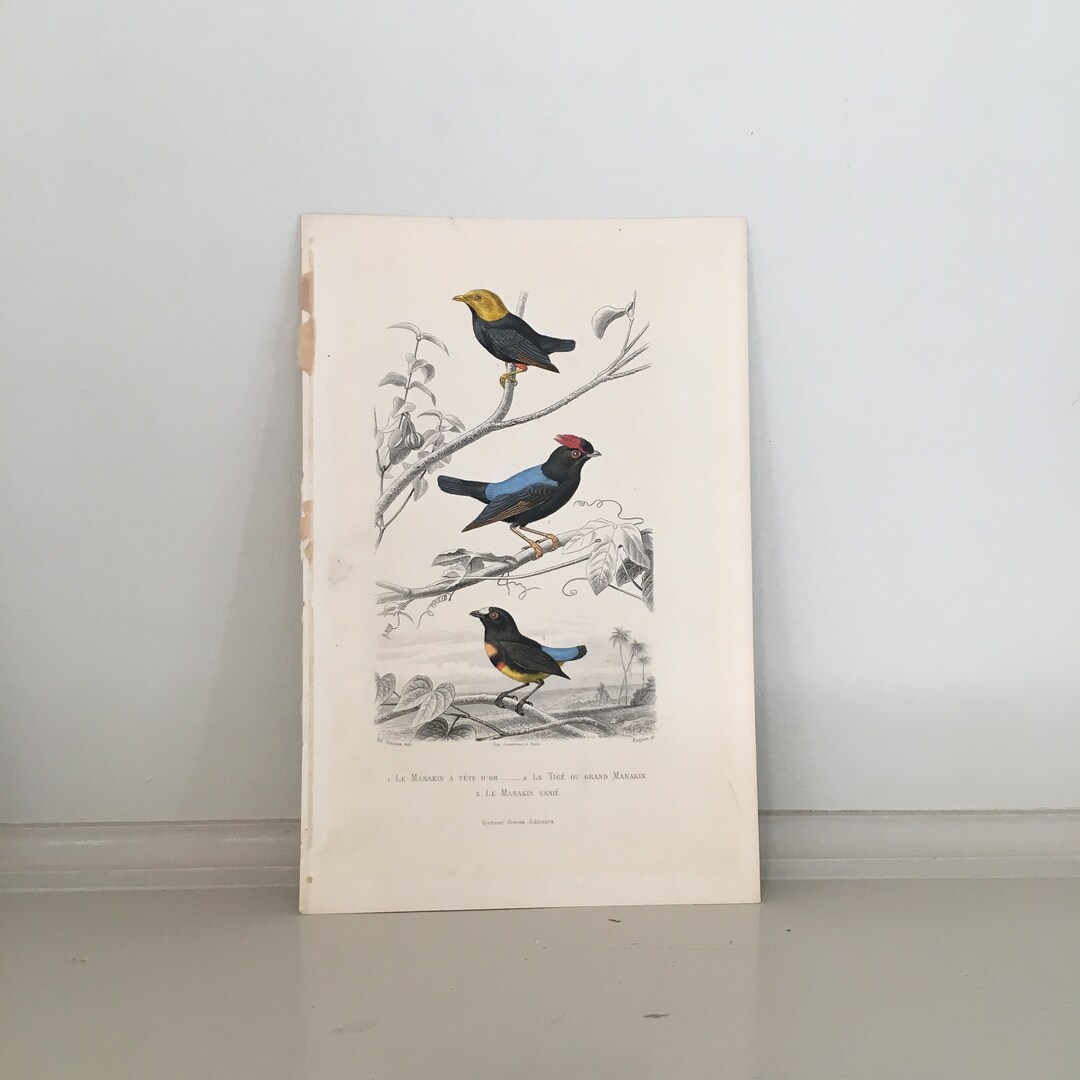 C. 1860 MANAKIN BIRD PRINT - Original Antique Print - Hand Colored ...