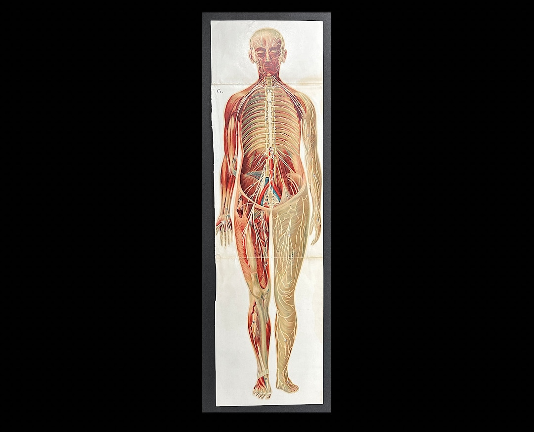 INTERACTIVE! C. 1902 MALE ANATOMY Lithograph • Original Antique Print • Medical Illustration ...