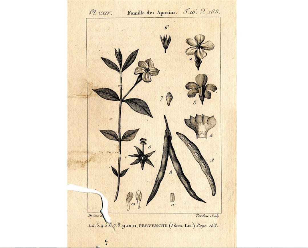 From 1775 ANTIQUE BOTANICAL Plants Flowers Original Antique Engraving ...