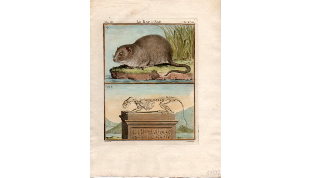 C. 1777 WATER RAT Engraving - Original Antique Animal Print - Buffon ...