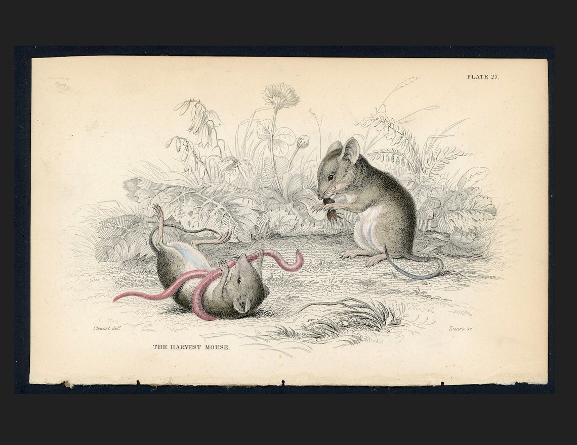 C. 1845 HARVEST MICE Engraving • Original Antique Print • Rodent Print ...
