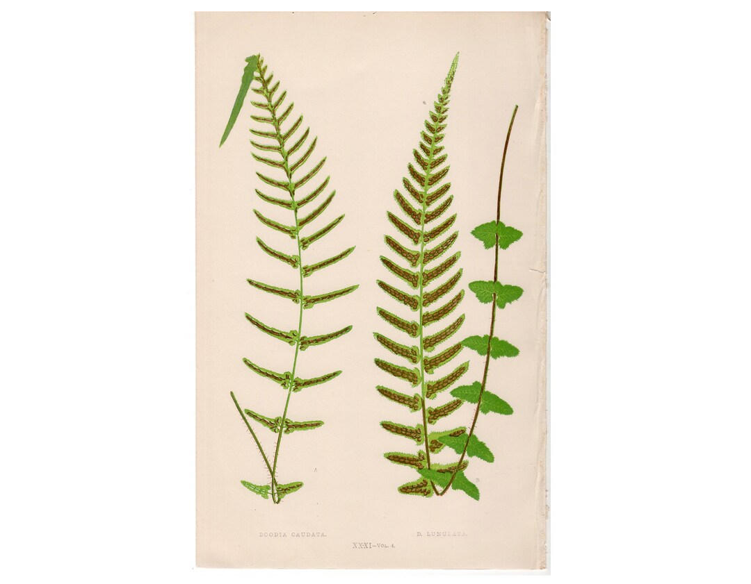 C. 1872 FERN Lithograph • Original Antique Print • Lowe Botanical Print ...
