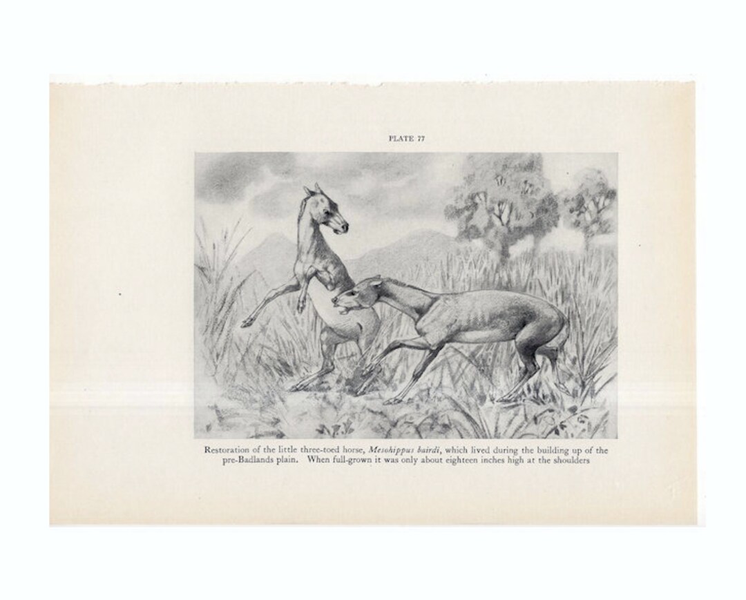 C. 1934 PREHISTORIC ANIMAL Lithograph - 3 Toed Horse Print - Vintage ...