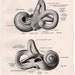 C.1922 EAR ANATOMY Lithograph • Original Antique Print • Inner Ear ...