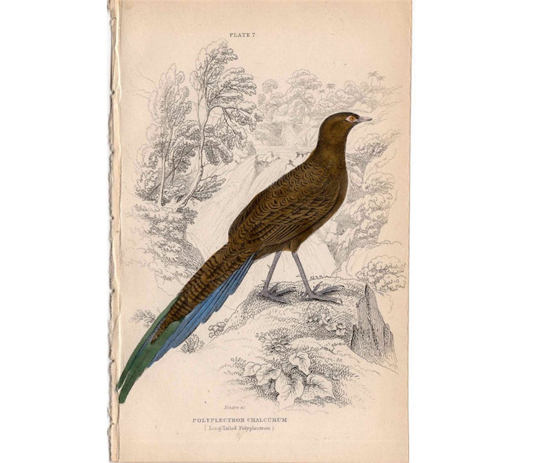 C. 1836 LONG TAILED PHEASANT Engraving • Original Antique Print • Hand ...