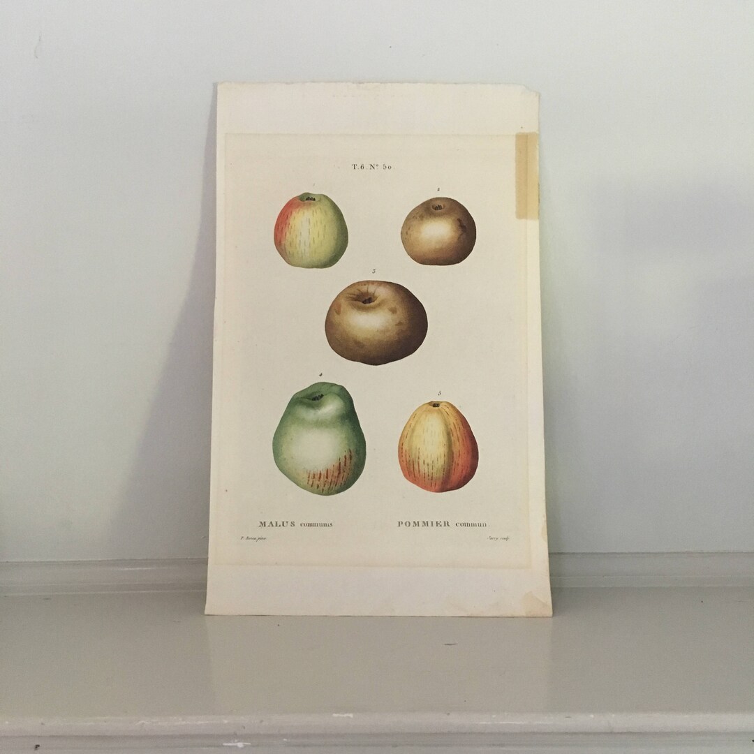 C. 1819 APPLES Engraving Rare Original Antique Print by - Etsy