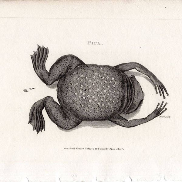 Antique Frog Print - Etsy