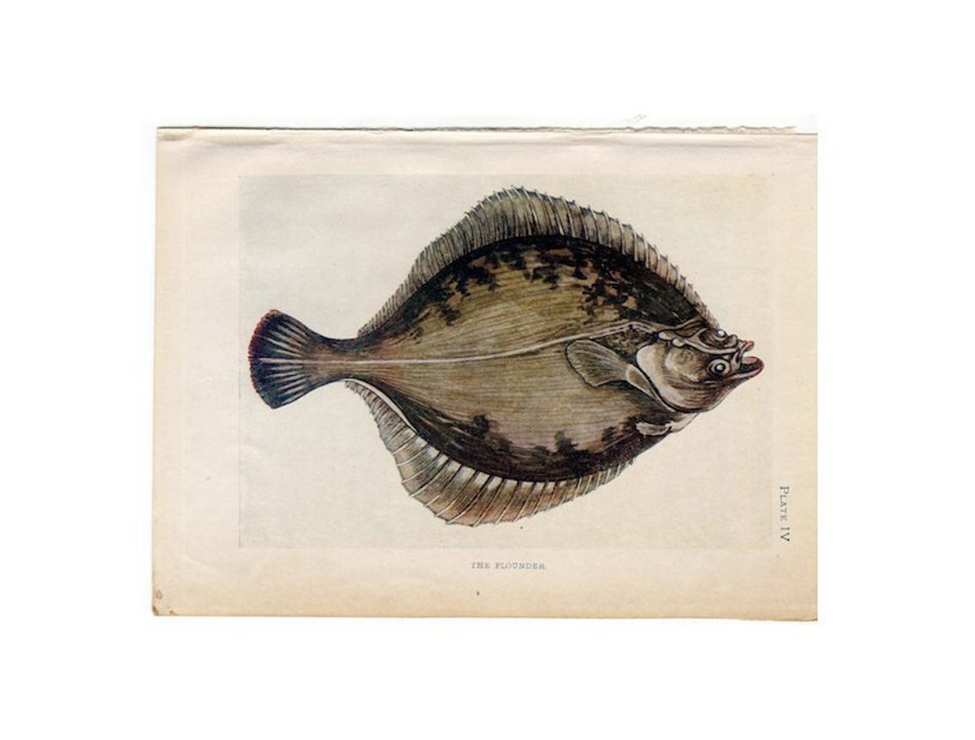 C. 1907 FLOUNDER Lithograph - Original Antique Print • North Atlantic ...