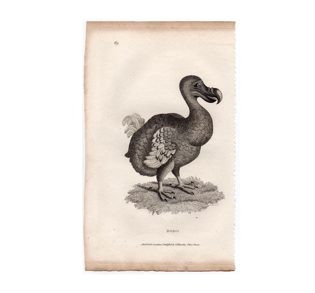 RARE! C. 1808 DODO BIRD Engraving • Original Antique Print • Dronte ...