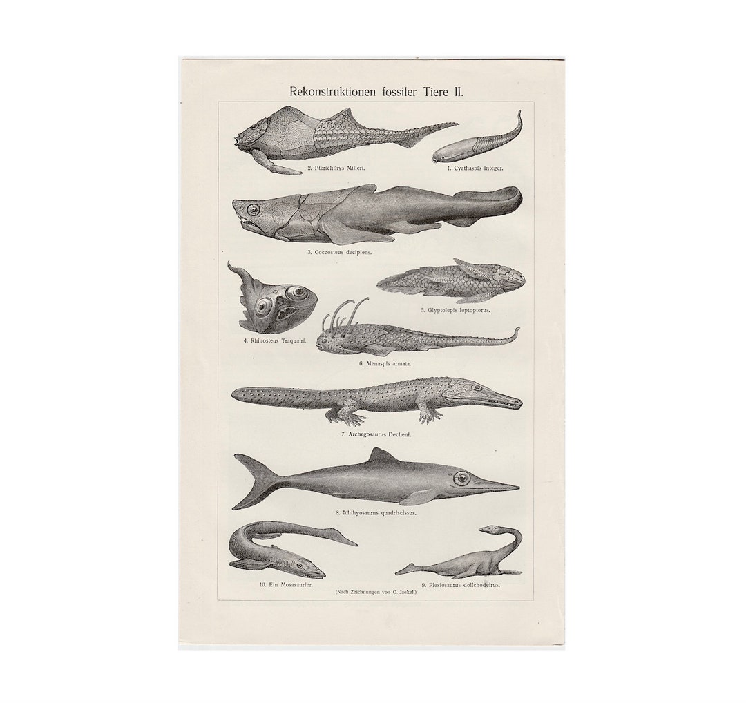 C. 1894 FOSSIL ANIMALS Lithograph • Original Antique Print • Extinct ...