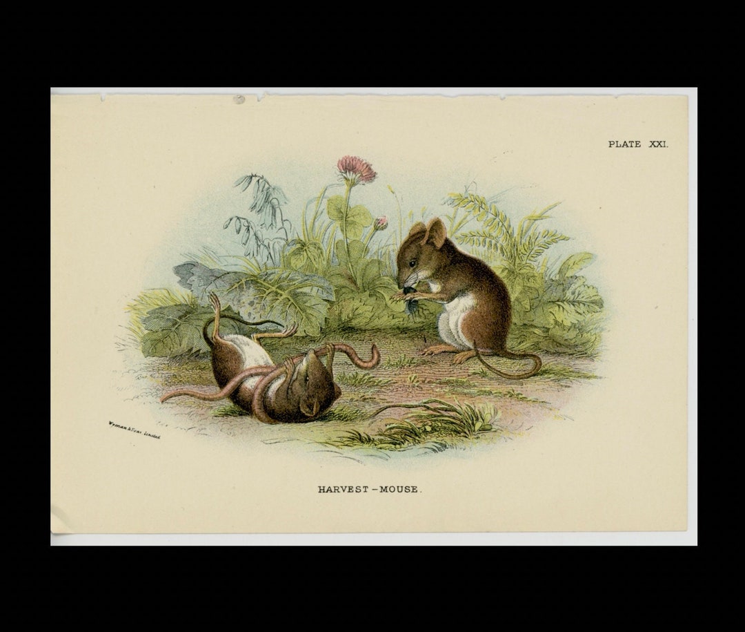 C. 1896 HARVEST MOUSE Lithograph Original Antique Print - Etsy