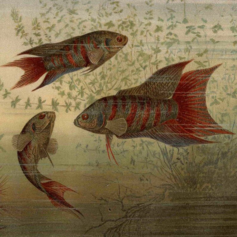 C. 1894 PARADISE FISH Lithograph - Original Antique Print - Marine Life ...