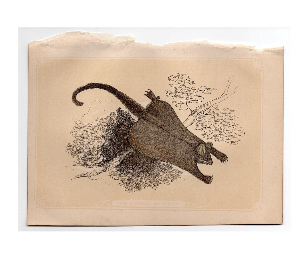 FLYING OPOSSUM Print C.1853 • Original Antique Print • Bicknell Print ...