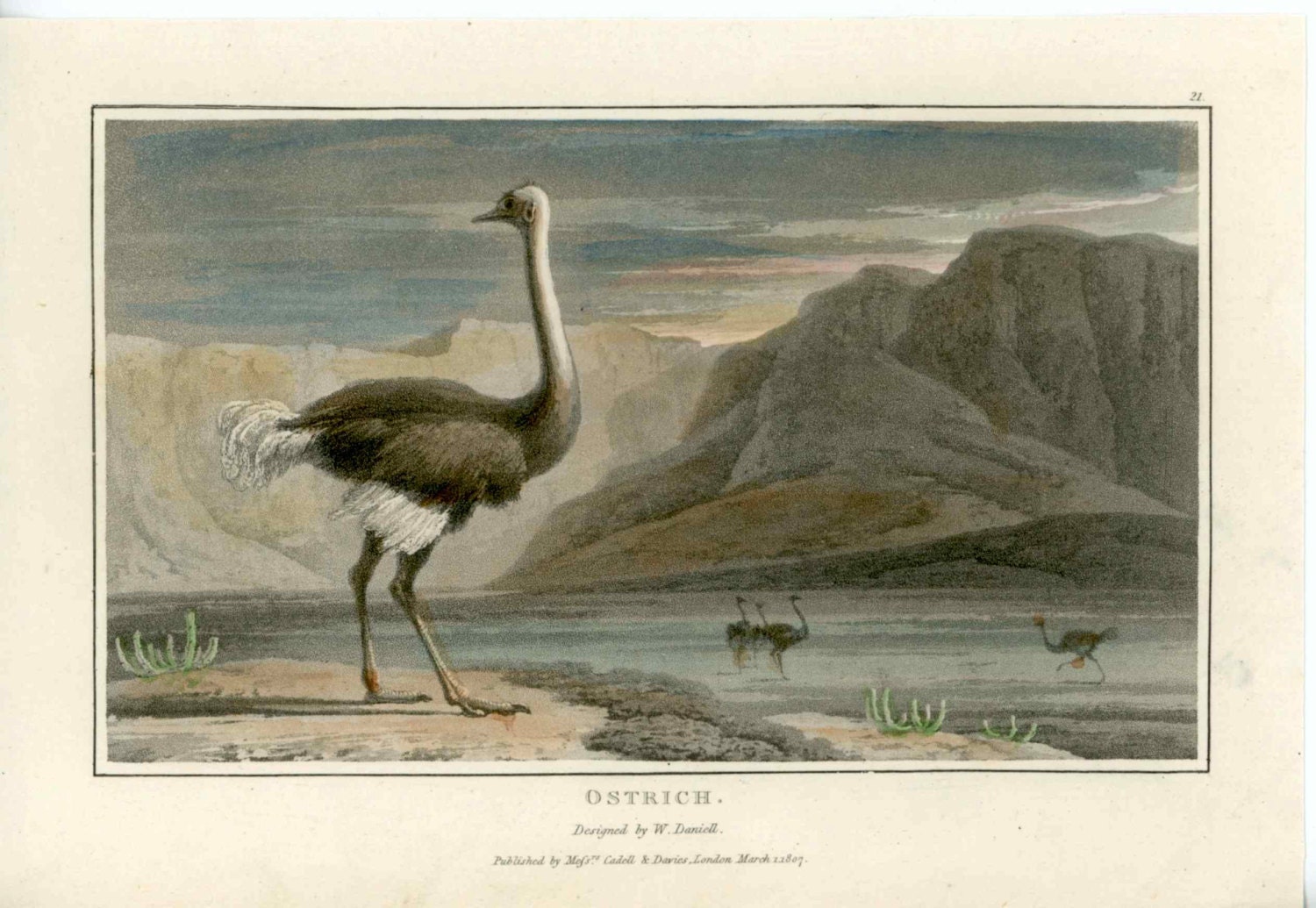 C. 1807 OSTRICH Engraving • Original Antique Print • Antique Bird Print ...