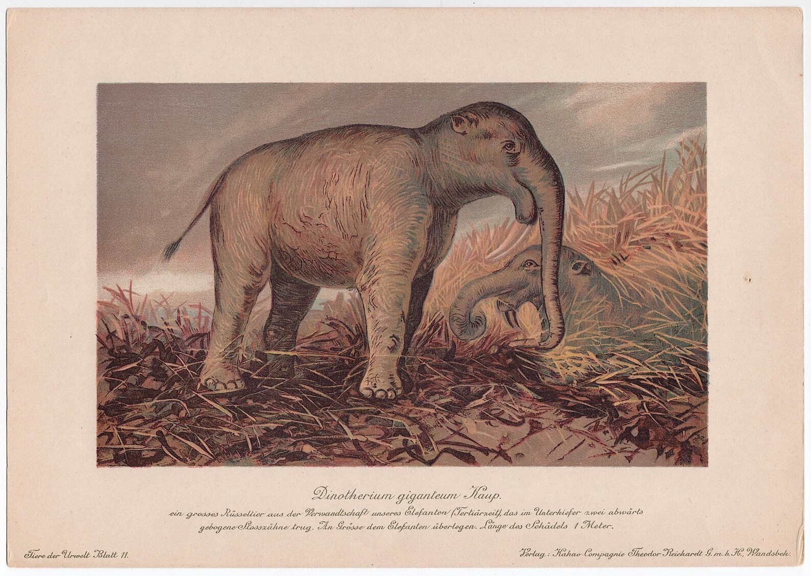C. 1902 DINOTHERIUM GIGANTRUM Lithograph • Original Antique Print ...