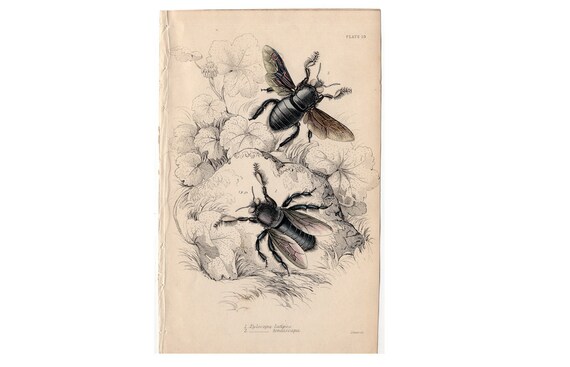 Prints 1840 Anatomical Structure of the Bee Jardine Copied from Huber ...