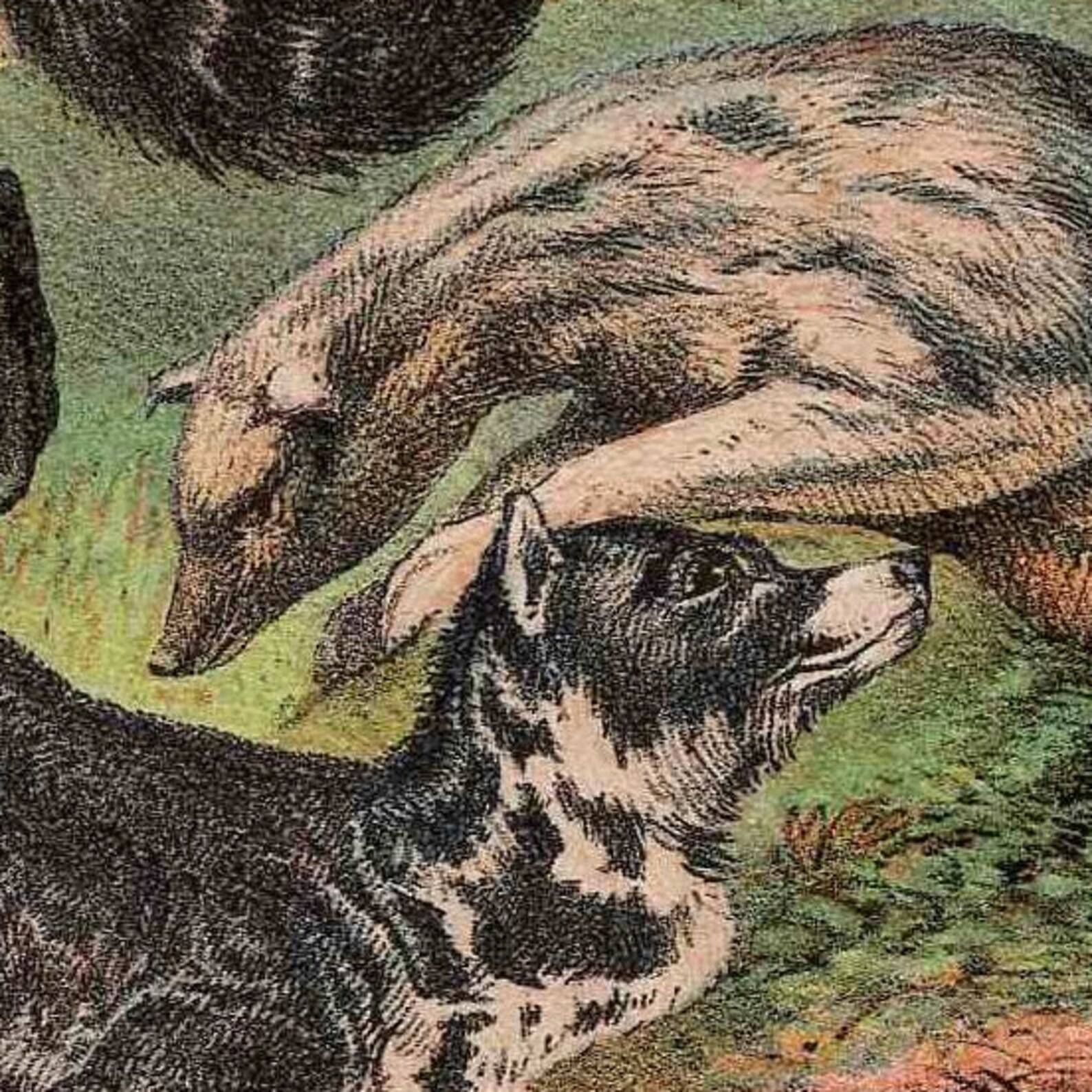 C. 1880 WEASEL CIVIT GENET Lithograph - Original Antique Print - Wild ...