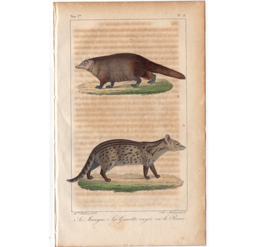 C. 1831 GENET Engraving • Original Antique Print • Animal Engraving ...