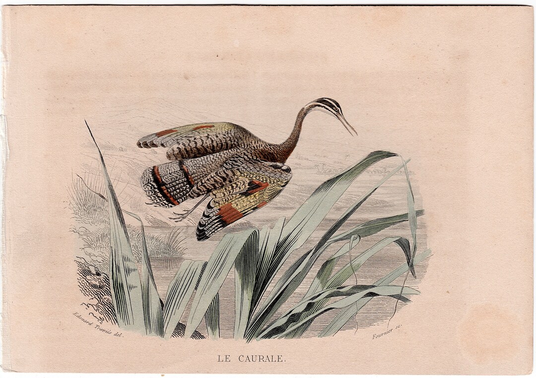 C. 1837 PHEASANT Engraving • Original Antique Print • Game Bird Print ...