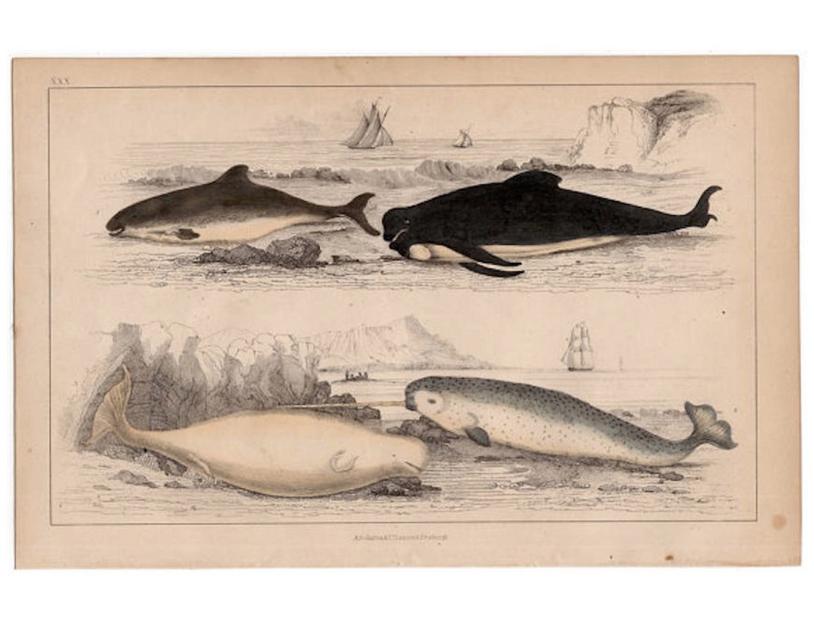 C. 1856 WHALES Engraving - Original Antique Print - Antique Whale Print ...