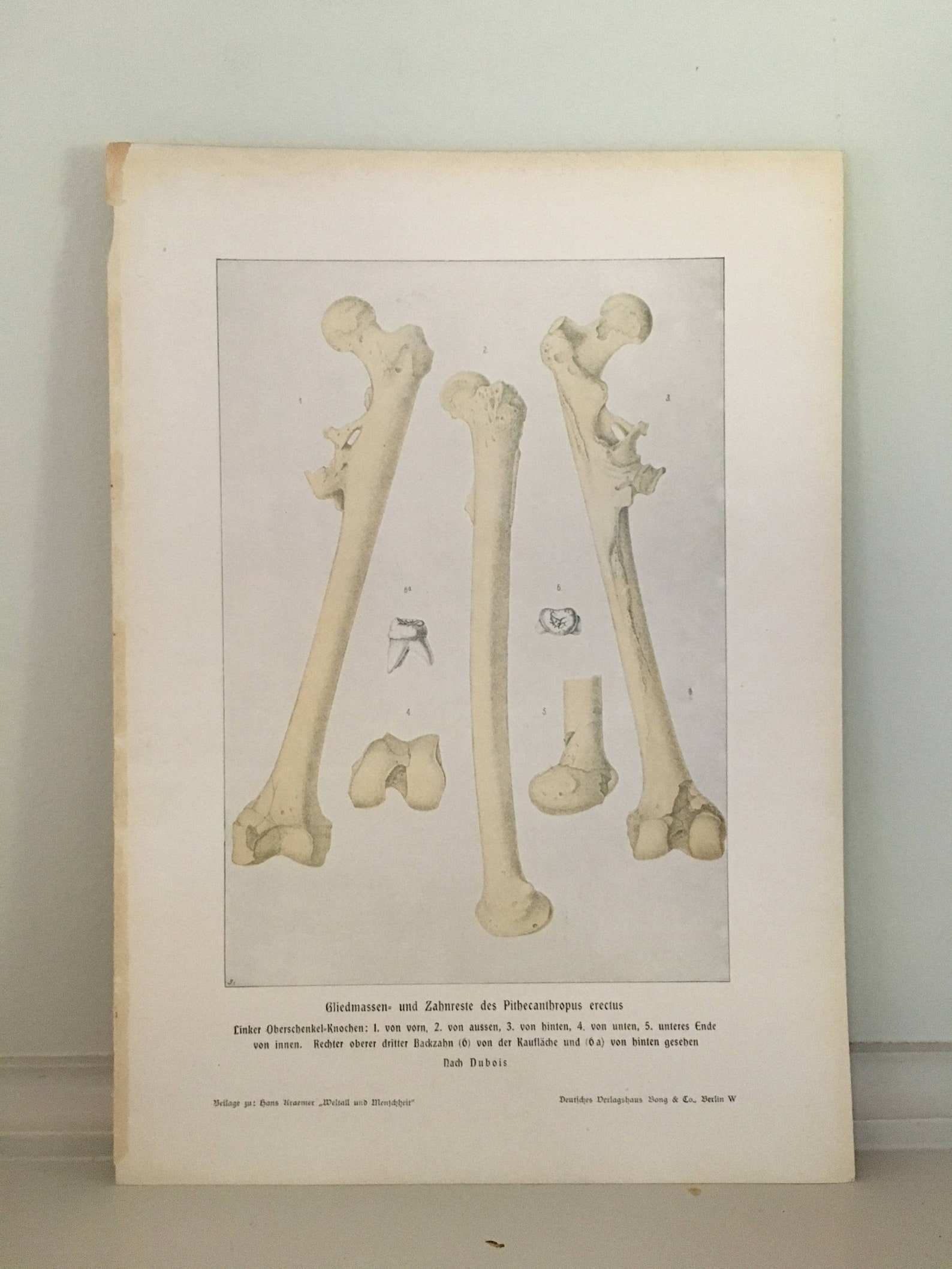 C. 1900 BONES PRINT Antique Anatomy Print Human Skeleton - Etsy
