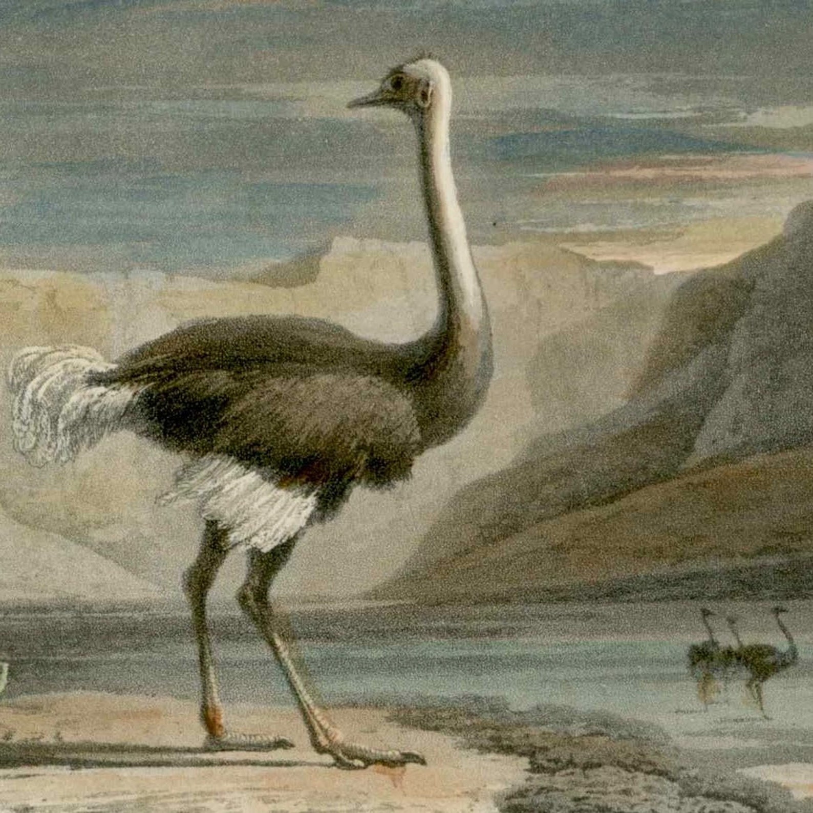 C. 1807 OSTRICH Engraving • Original Antique Print • Antique Bird Print ...