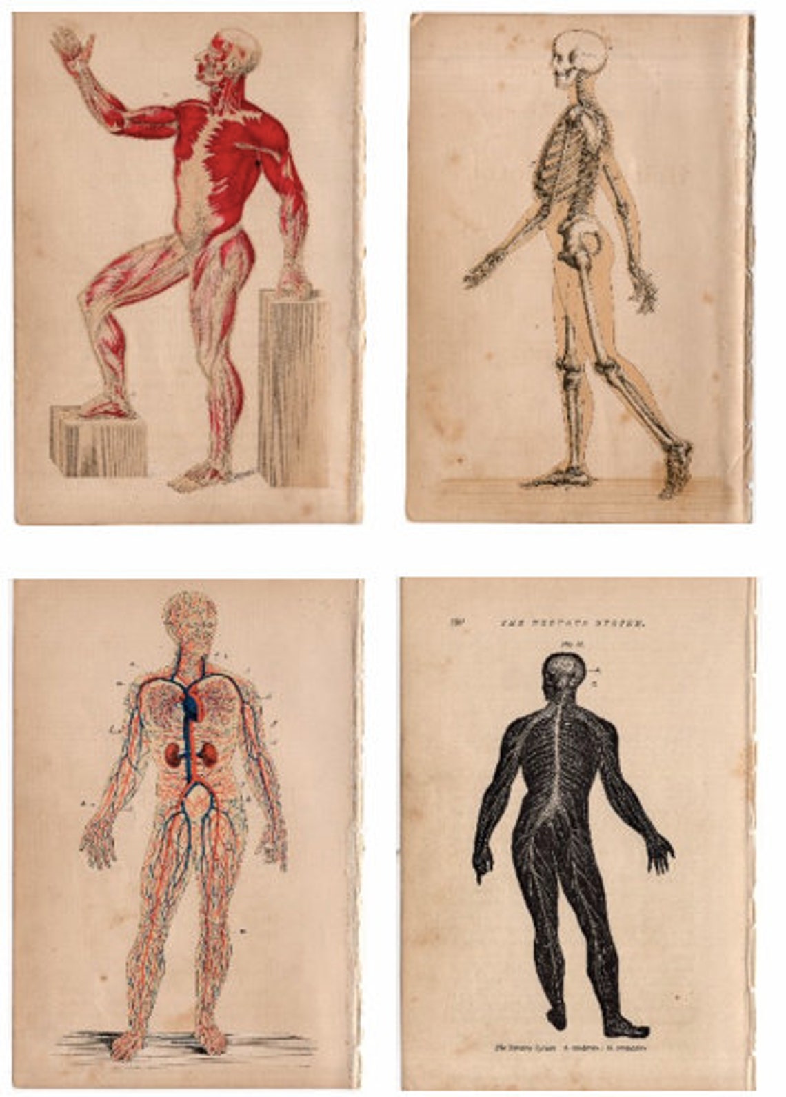 C. 1884 MUSCULAR SYSTEM Lithograph - Antique Human Anatomy Print ...