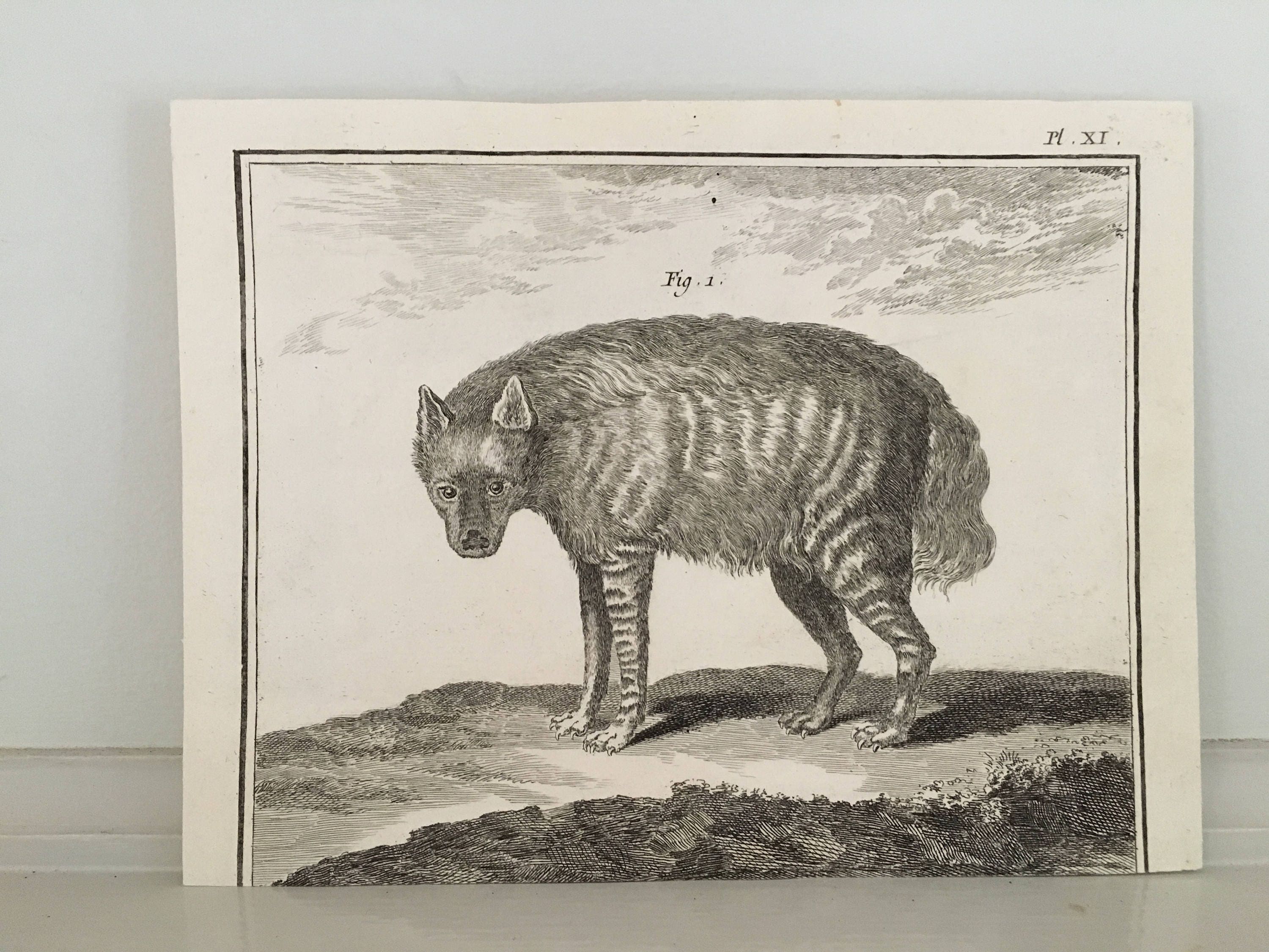 C. 1751 STRIPED HYENA Print Original Antique Print African - Etsy UK