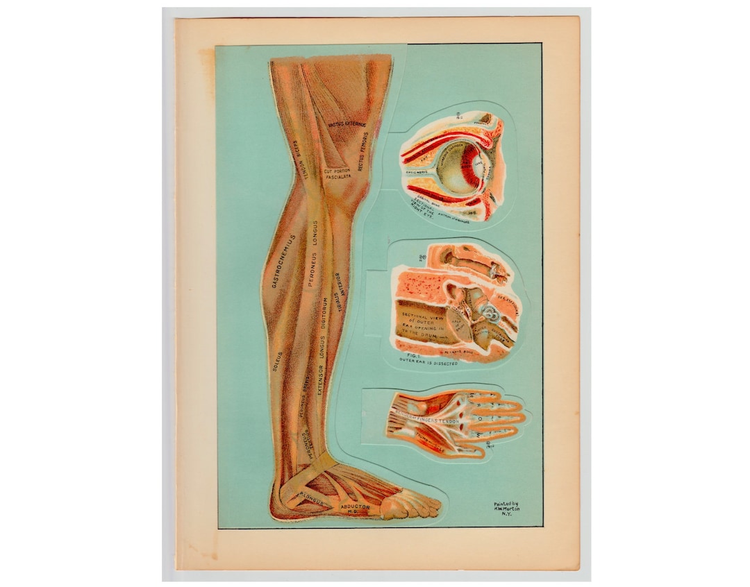 C. 1912 BODY PARTS • ANATOMY Lithograph • Original Antique Print ...