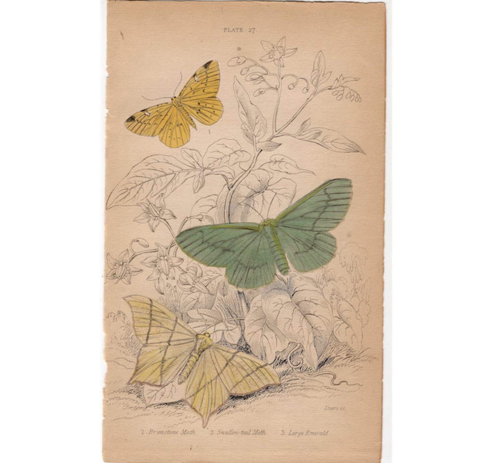 1843 Antique BUTTERFLY MOTH Engraving Original Antique - Etsy