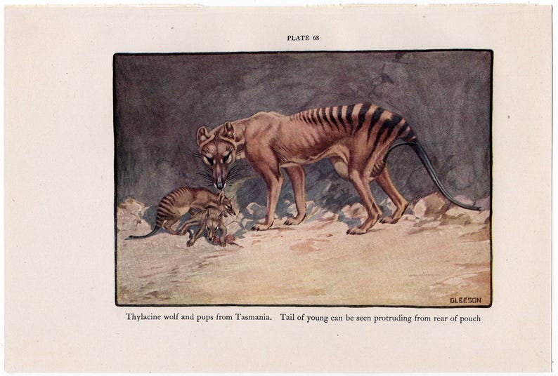 THYLACINE TASMANIAN TIGER Engraving C. 1934 • Original Vintage Print ...