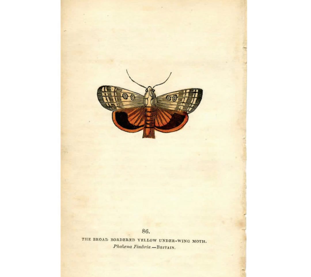 C. 1832 MOTH Print • Original Antique Print • Hand Colored Lithograph ...