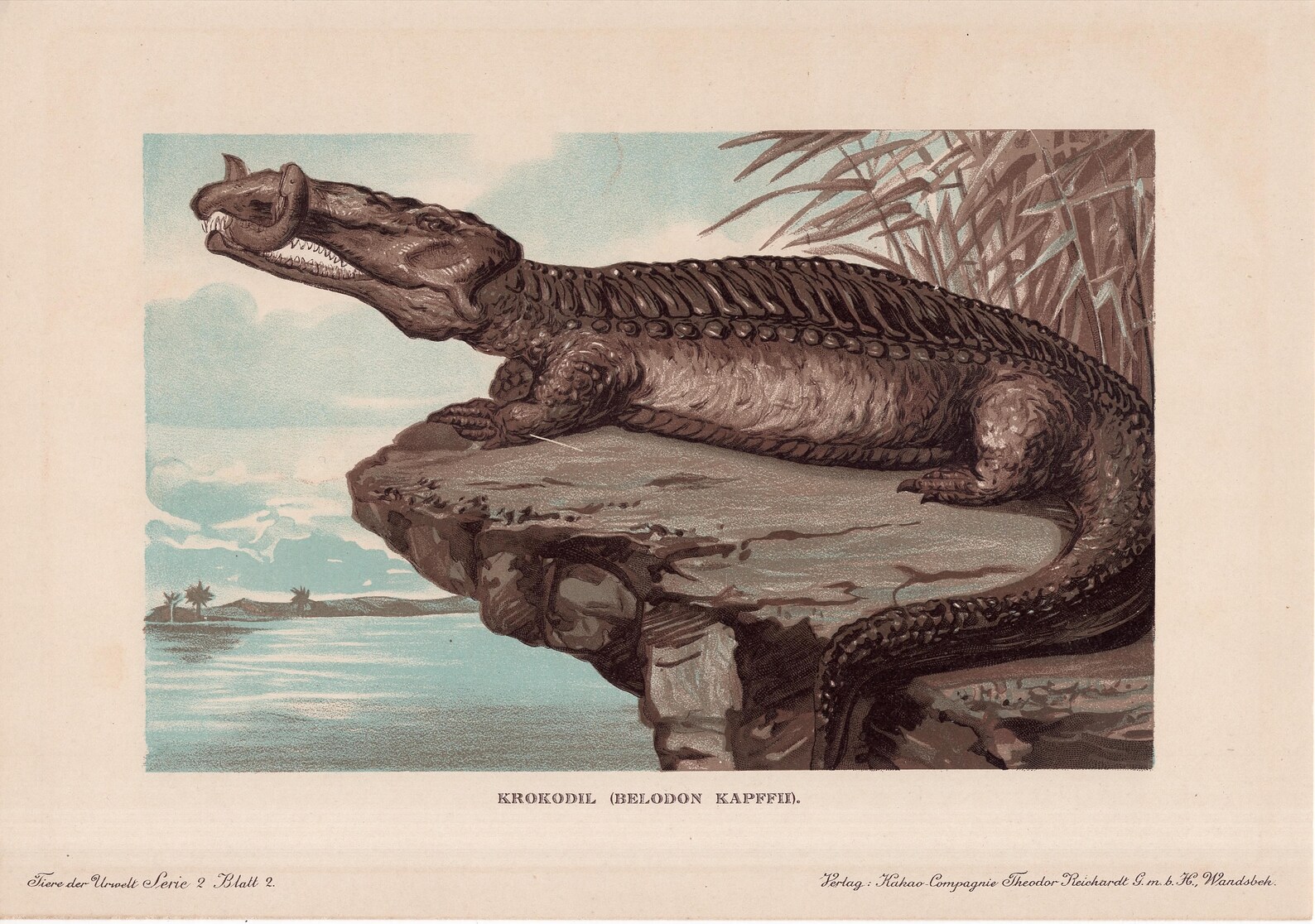 C. 1902 KROKODILE Lithograph • Original Antique Print - Fossil Reptiles ...