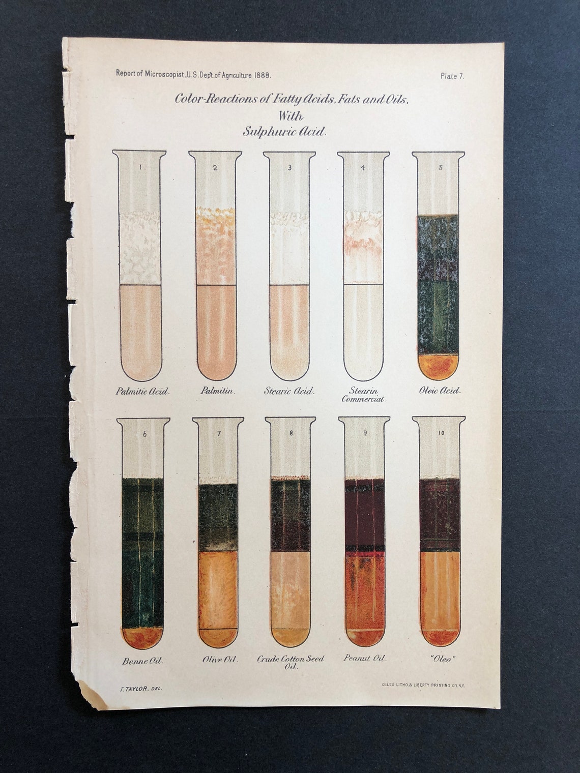 C. 1888 TEST TUBES Lithograph • Original Antique Print • Laboratory ...