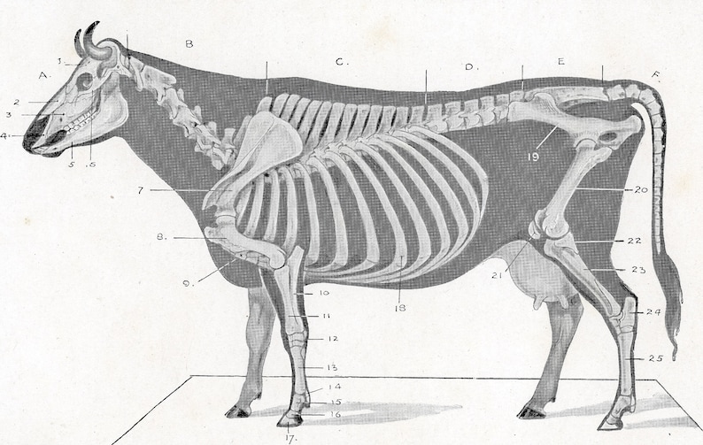 COW SKELETON print c.1902 • original antique print • animal anatomy ...