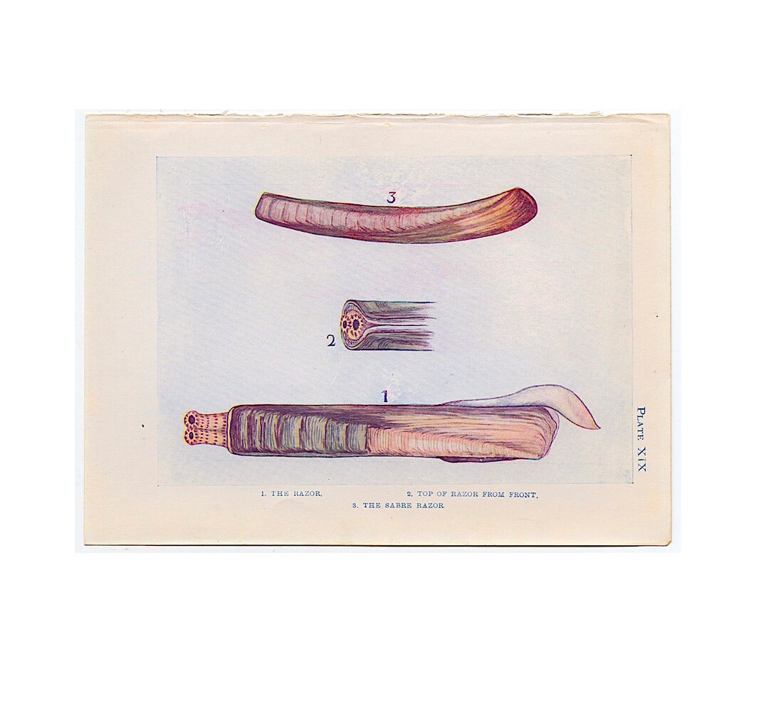 C. 1907 RAZOR CLAM SHELLS Lithograph • Original Antique Print • Sea ...