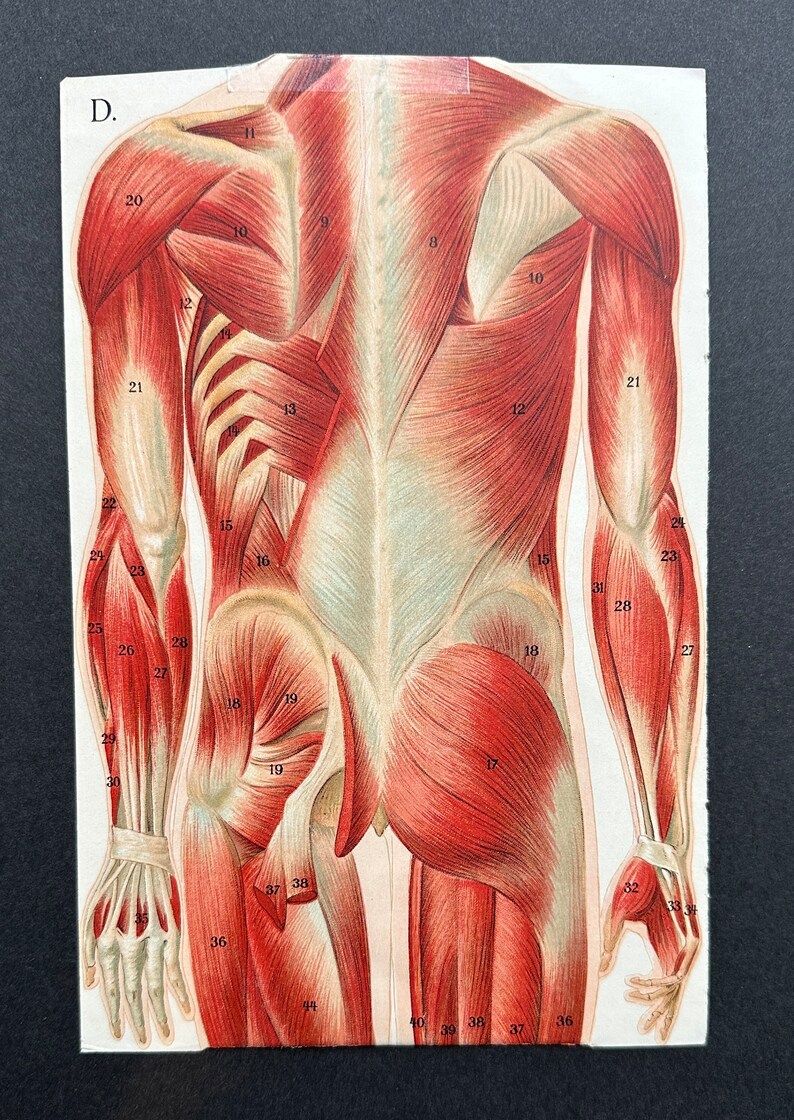 INTERACTIVE! C. 1902 MALE ANATOMY Chart • Original Antique Print ...