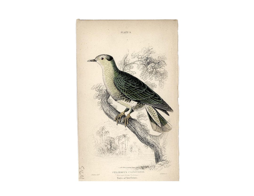 C. 1834 GREEN DOVE Engraving • Original Antique Prints • Hand Colored ...