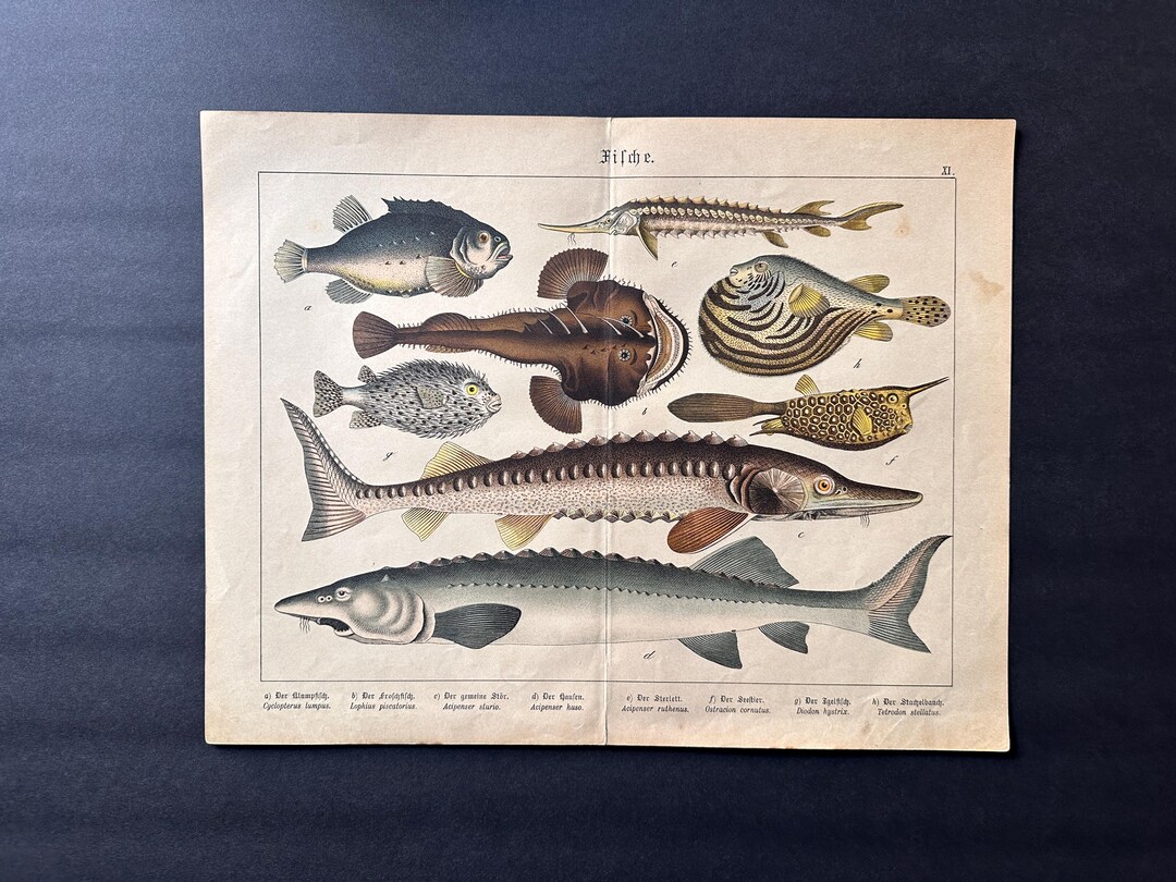C.1890 ANTIQUE FISH Print • Original Antique Print • Fishes Print • Sea ...