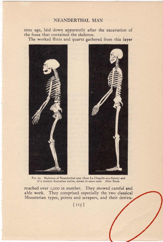 Neanderthal Man Skeleton