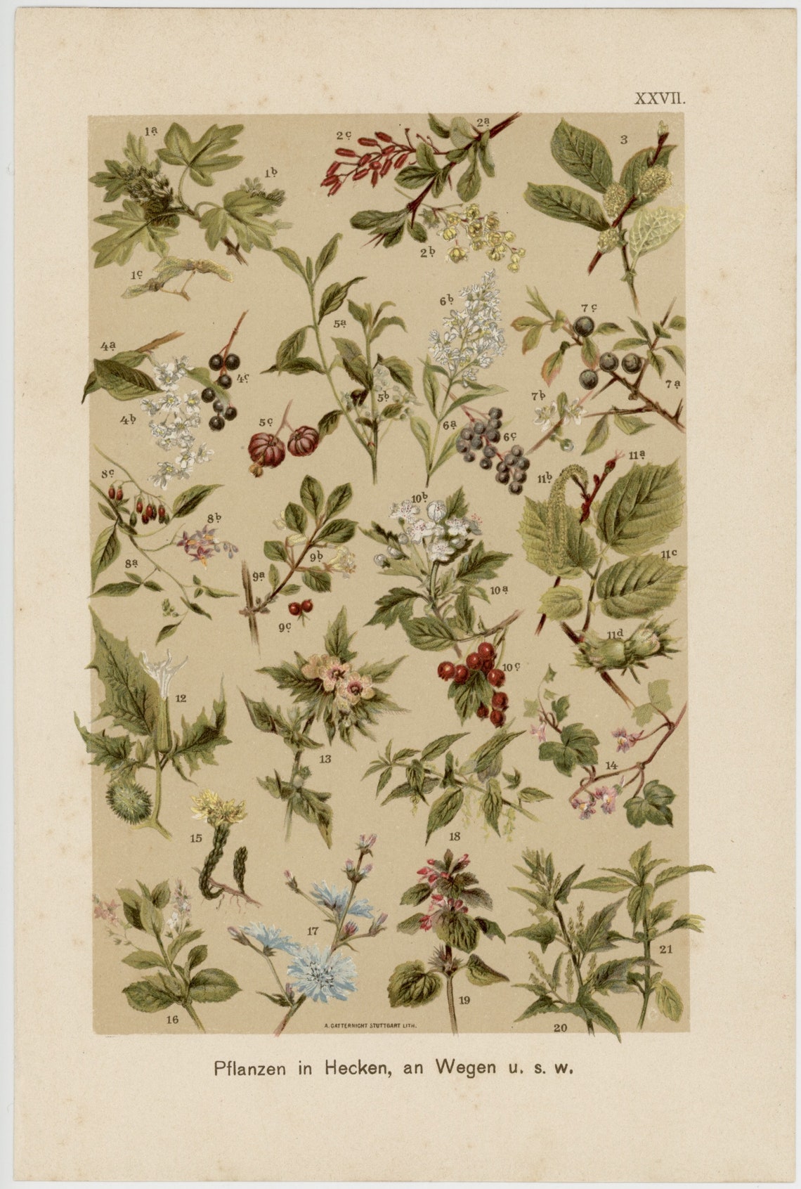 C. 1899 ANTIQUE BOTANICAL prints set of 2 original antique | Etsy