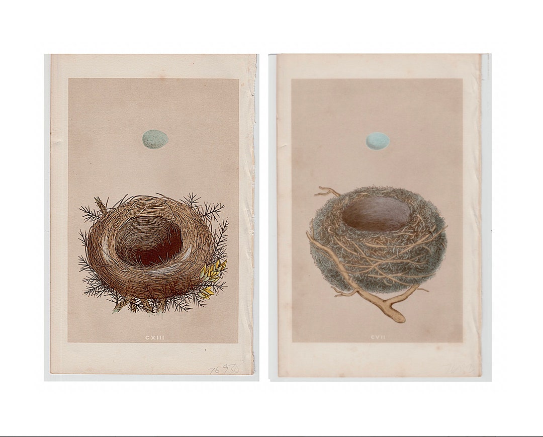 C.1875 ANTIQUE NEST & EGG Lithographs • Original Antique Prints • Bird ...