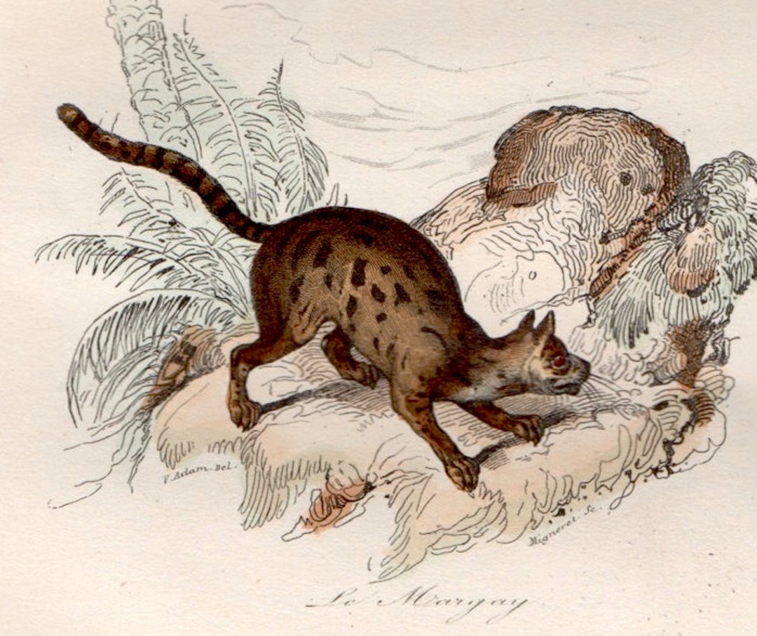 C. 1860 MARGAY CAT Engraving • Original Antique Print • Animal Print ...