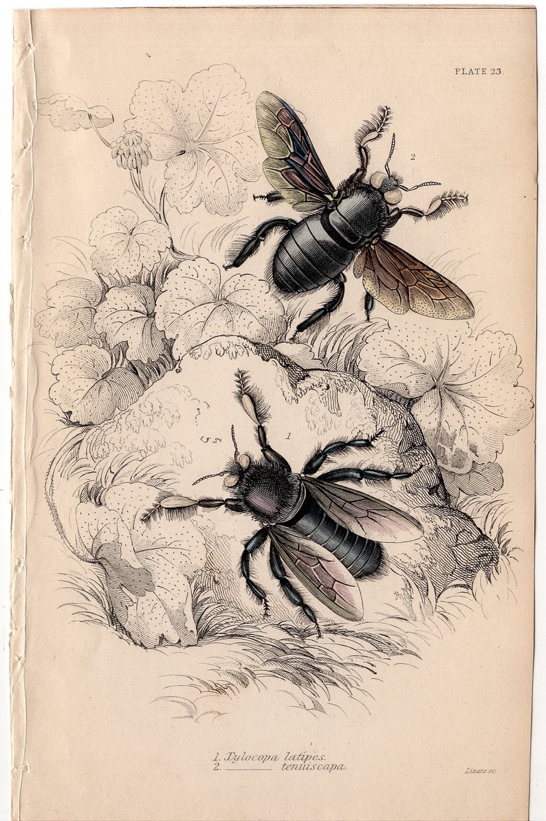 Prints 1840 Anatomical Structure of the Bee Jardine Copied from Huber ...