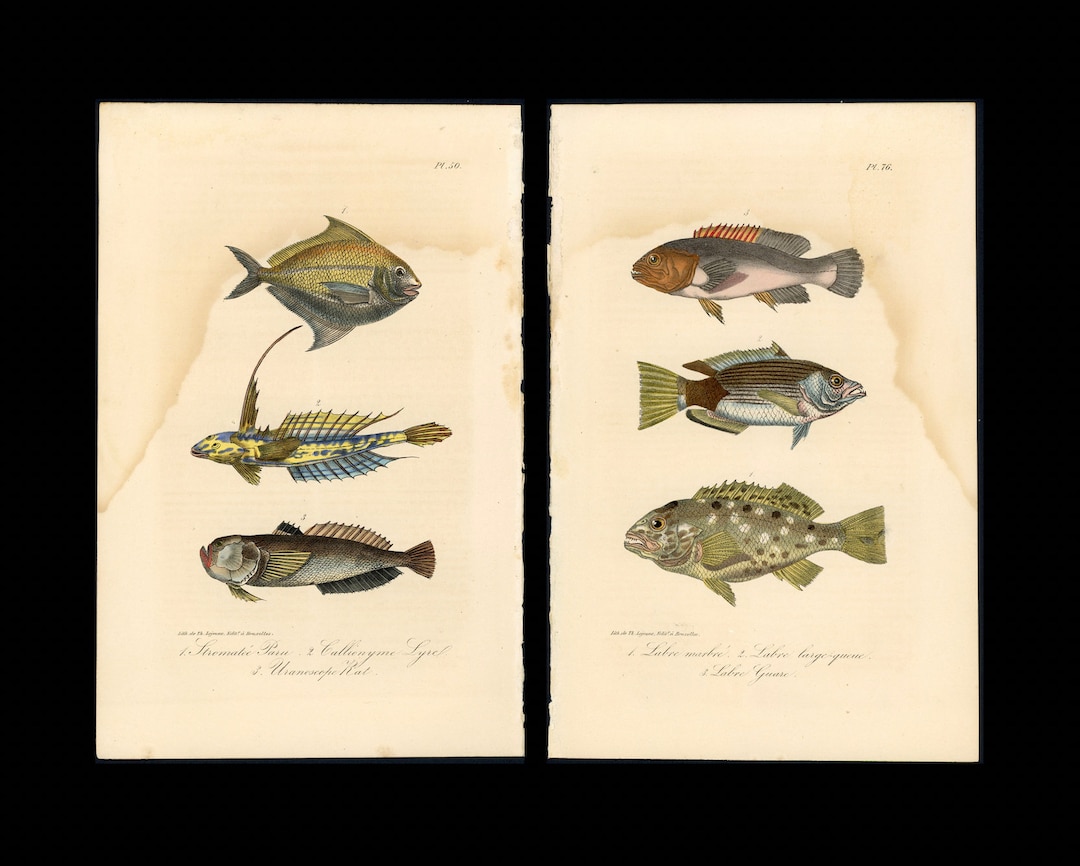 C. 1833 EXOTIC FISH Lithographs • Set of 2 Original Antique Prints ...