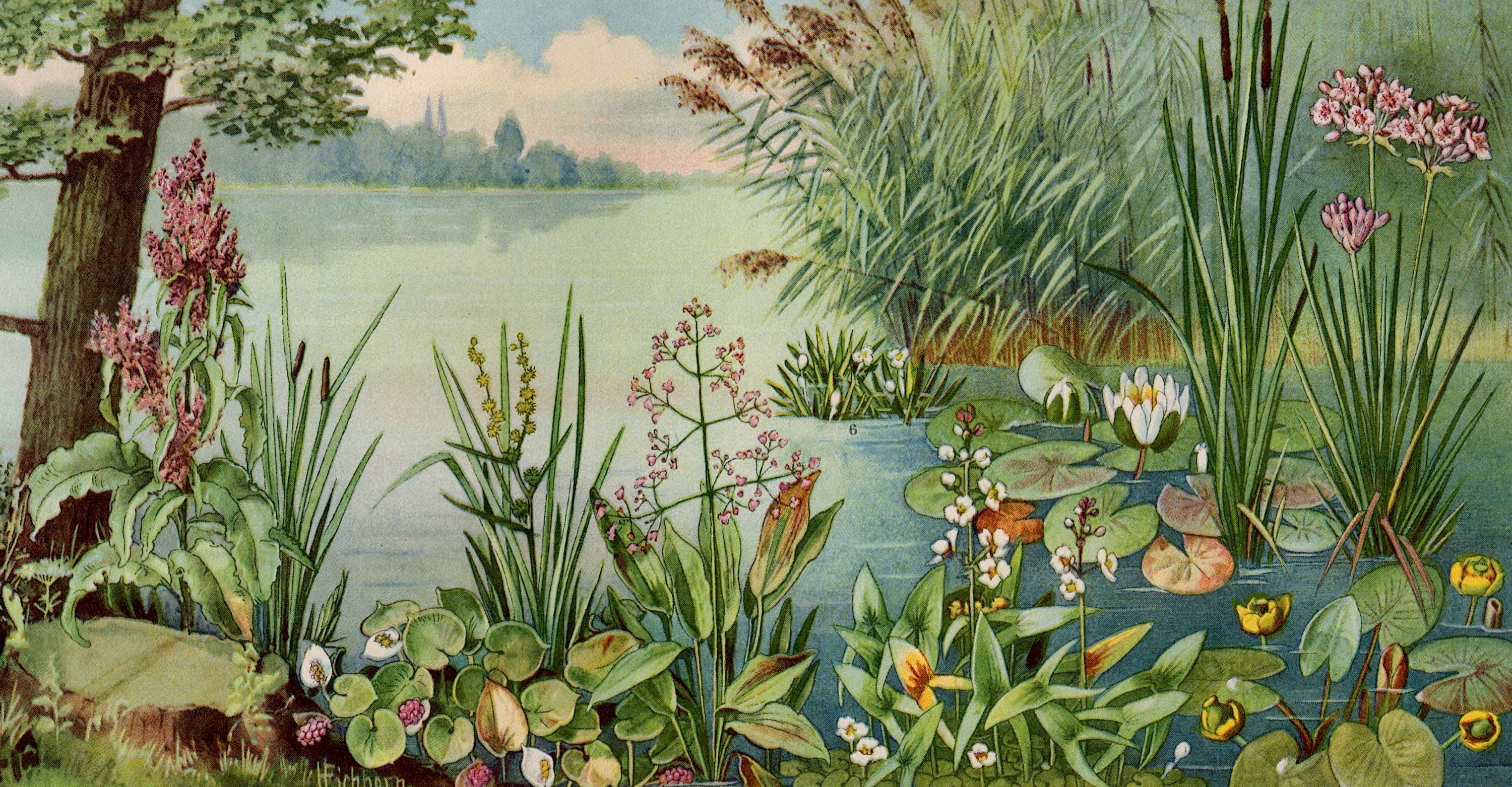 C. 1920 AQUATIC PLANTS Print - Original Antique Print • Flower Print ...