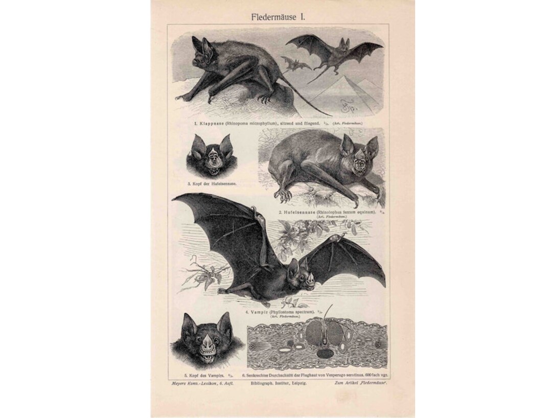 C. 1894 BATS Lithograph - Original Antique Print - Antique Halloween ...