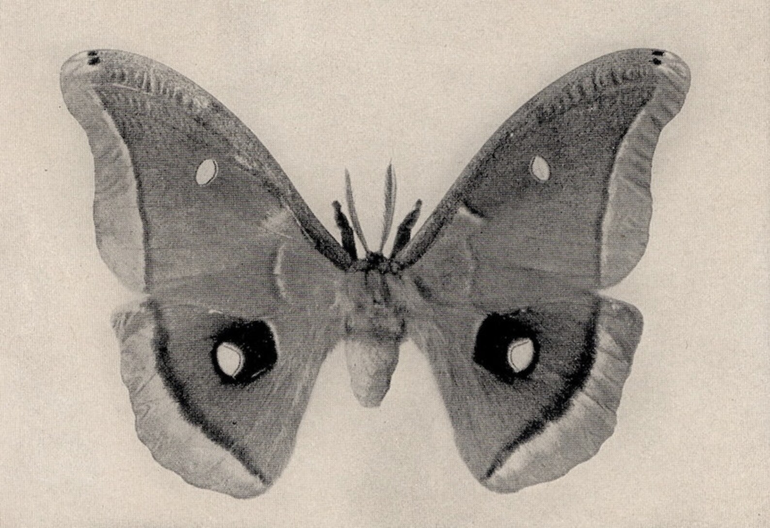 C. 1934 GIANT MOTHS Print Vintage Insect Print Vintage | Etsy